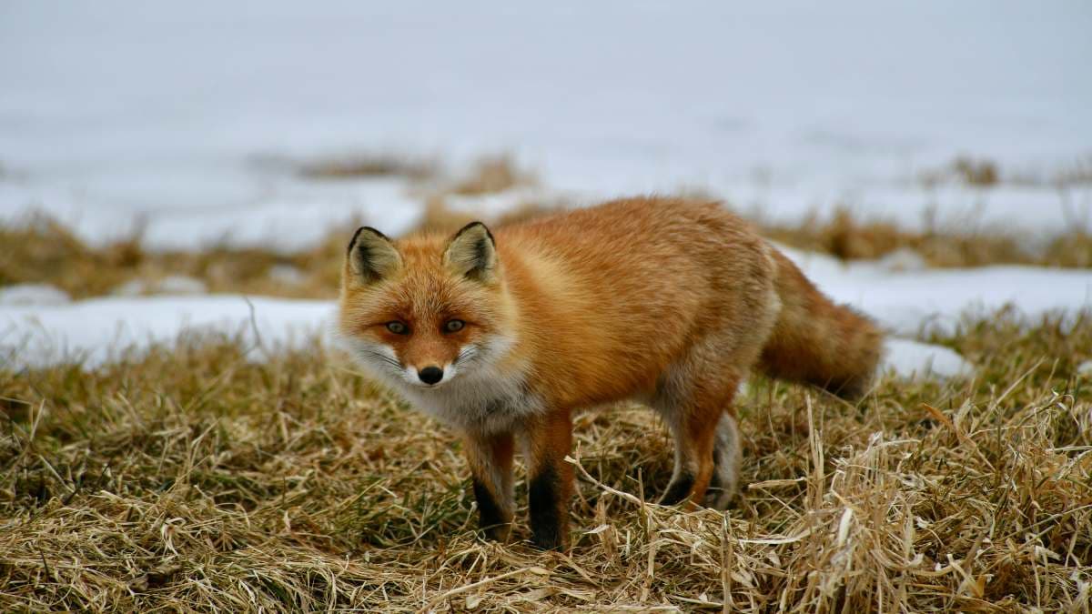 Fox Home Name: Understanding the Home of a fox |Orchids Intl
