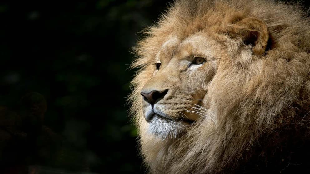 Lion Home Name: What is the Name of Lion's Home