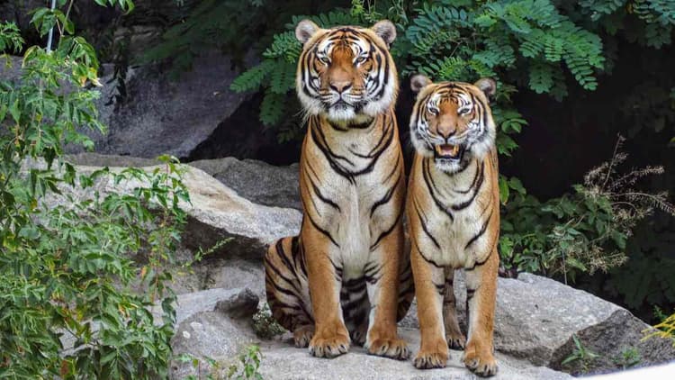 Tiger Home Name: Exploring the world of Tigers