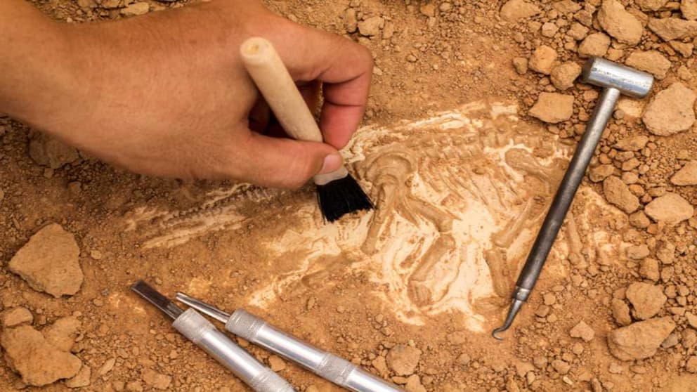 Careers in History & Archaeology | Orchids International